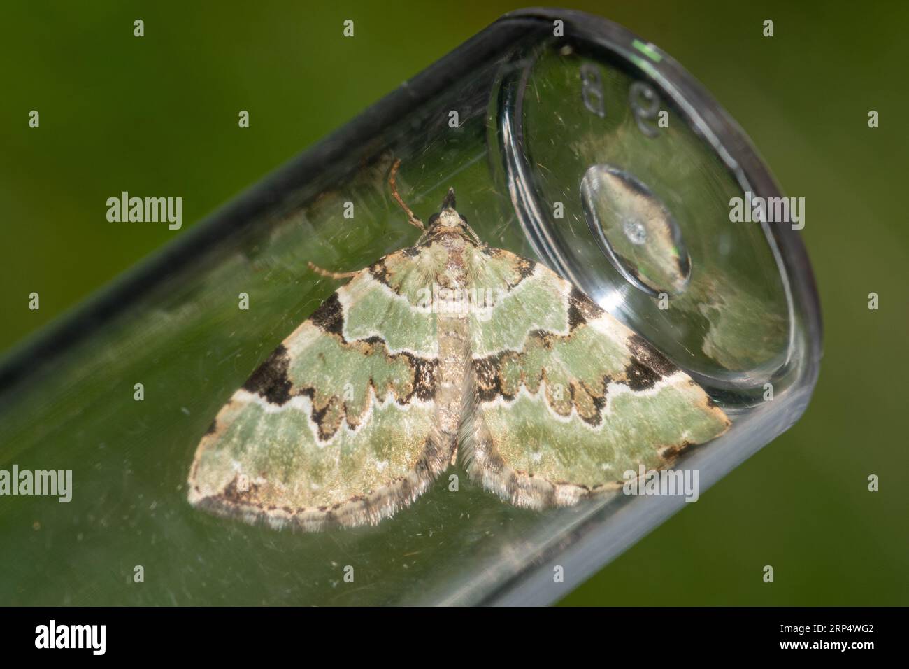 Green carpet moth (Colostygia pectinataria) caught during a moth ...