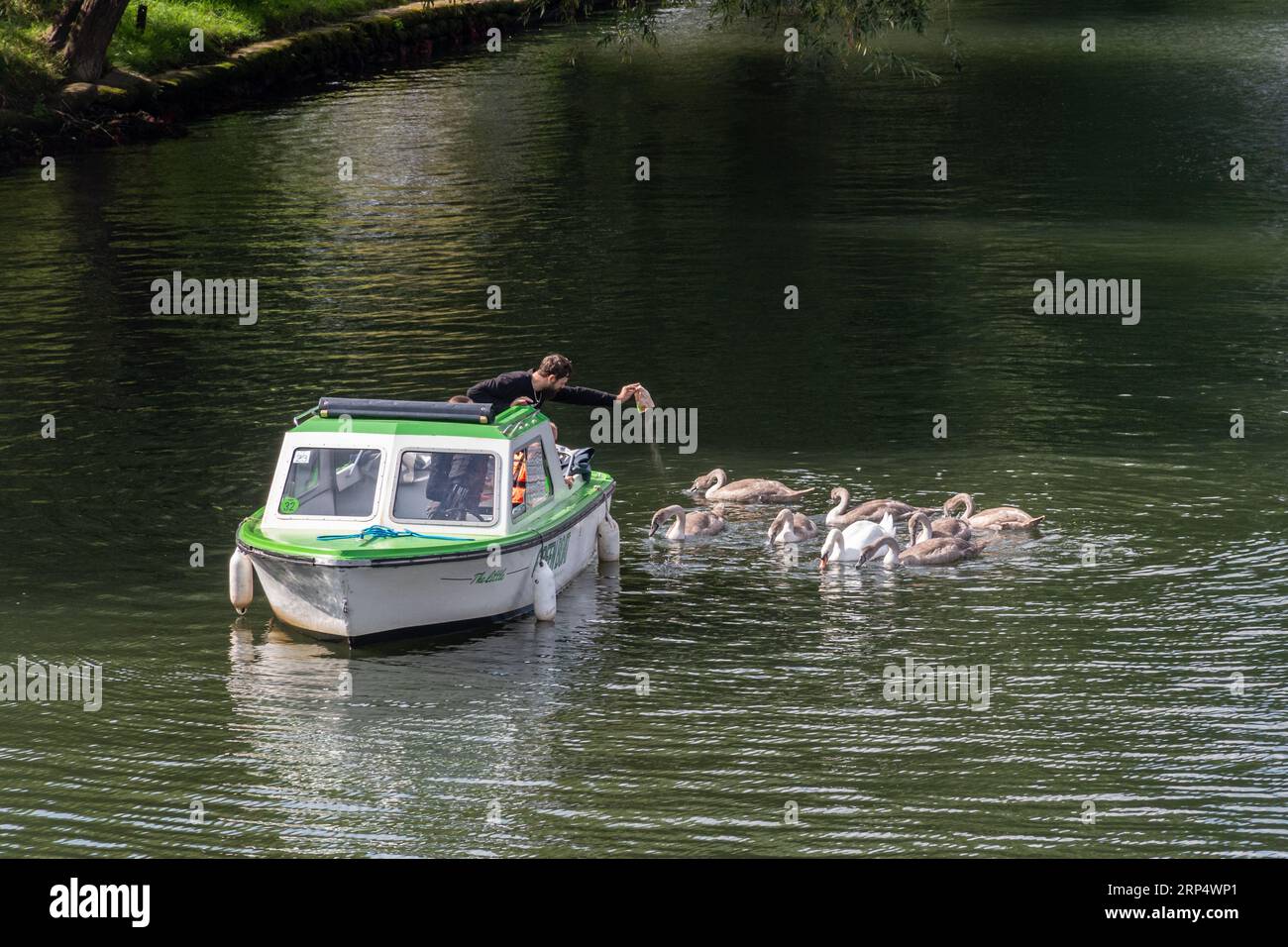 Feeding swan from boat hi-res stock photography and images - Alamy