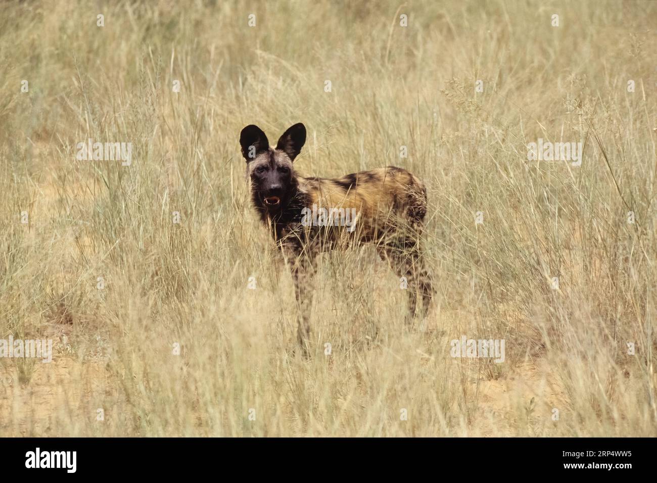The African wild dog (Lycaon pictus), also known as the painted dog or ...