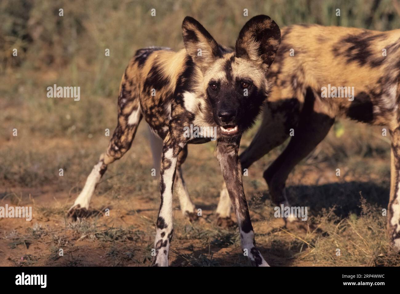 The African wild dog (Lycaon pictus), also known as the painted dog or ...