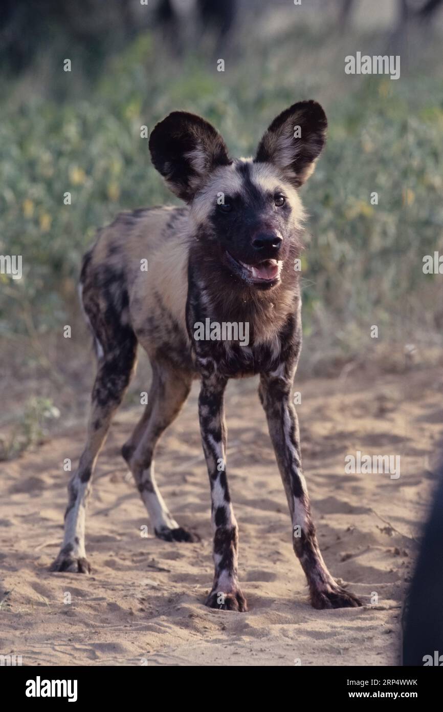 The African wild dog (Lycaon pictus), also known as the painted dog or ...