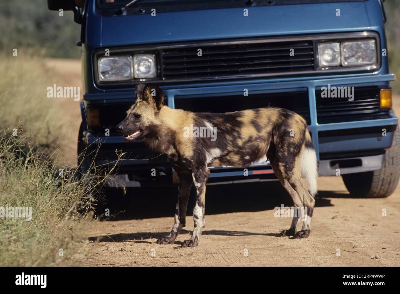 The African wild dog (Lycaon pictus), also known as the painted dog or ...