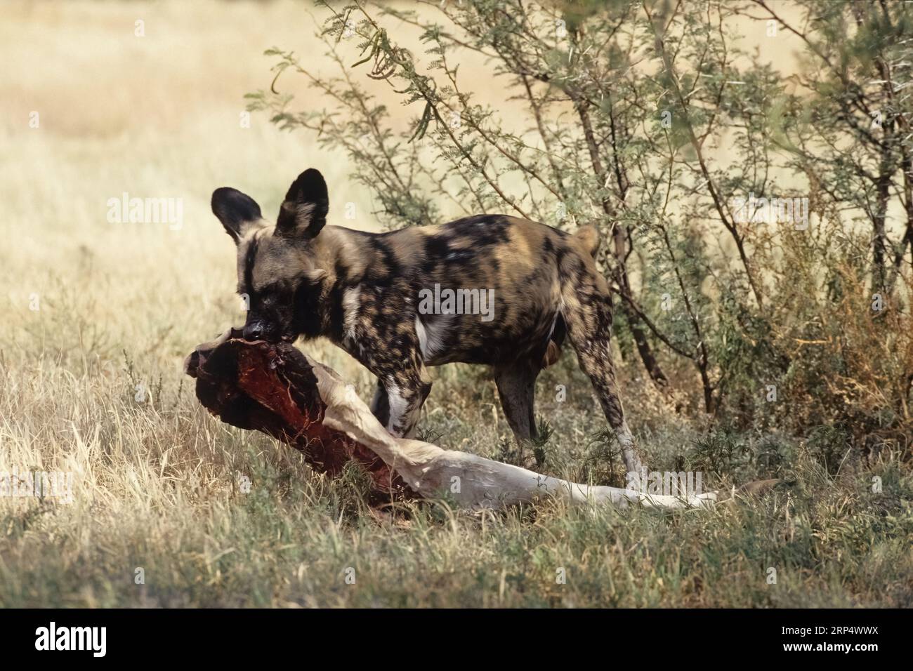 The African wild dog (Lycaon pictus), also known as the painted dog or ...