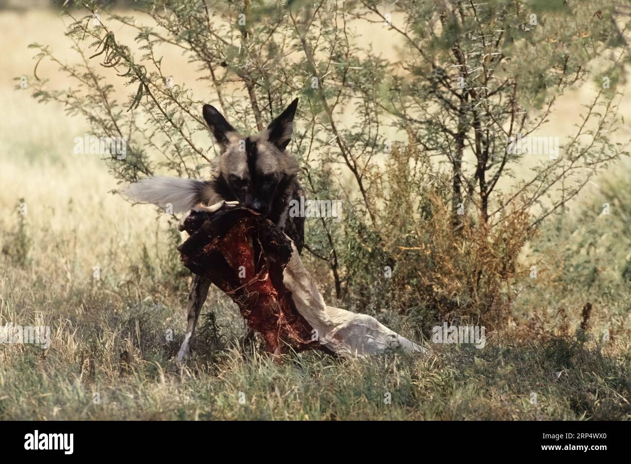The African wild dog (Lycaon pictus), also known as the painted dog or ...