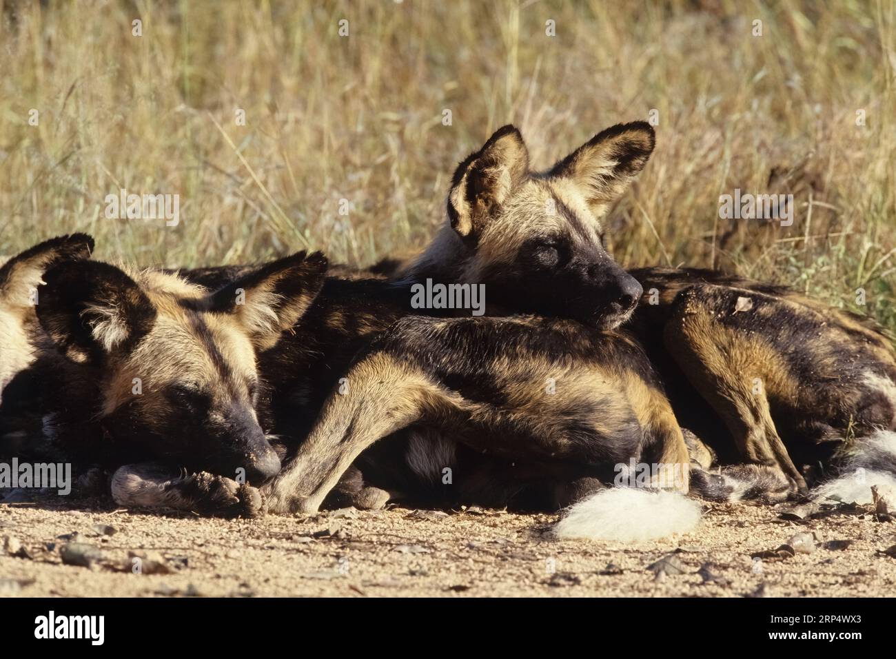 The African wild dog (Lycaon pictus), also known as the painted dog or ...