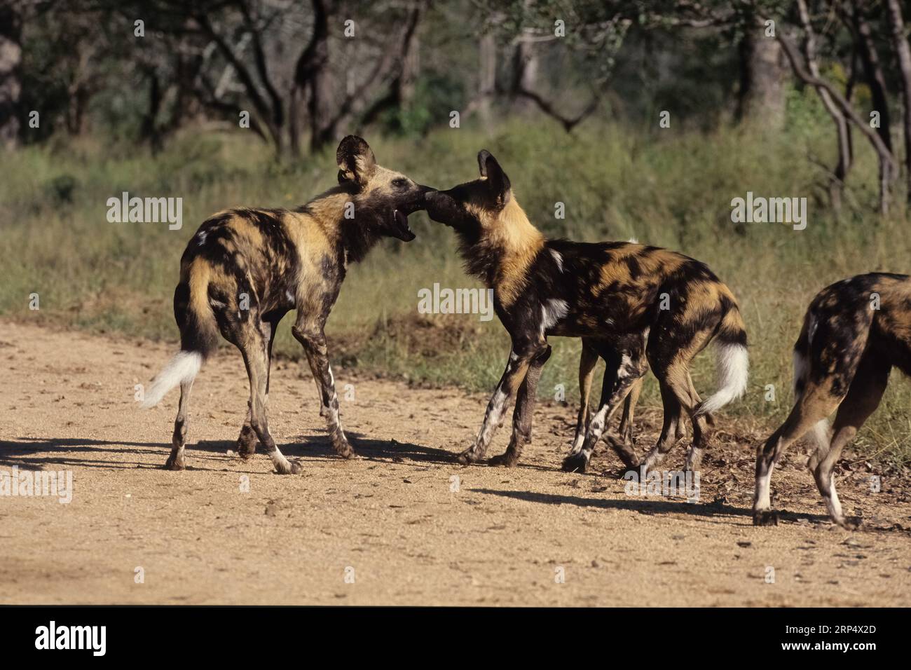 The African wild dog (Lycaon pictus), also known as the painted dog or ...