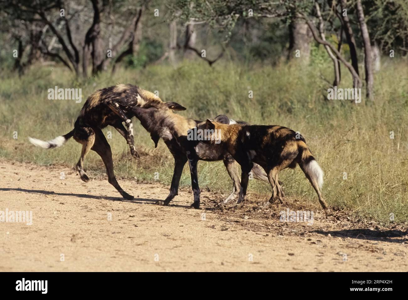 The African wild dog (Lycaon pictus), also known as the painted dog or ...