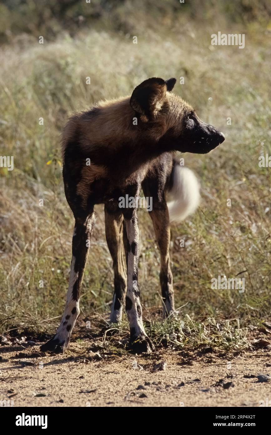The African wild dog (Lycaon pictus), also known as the painted dog or ...