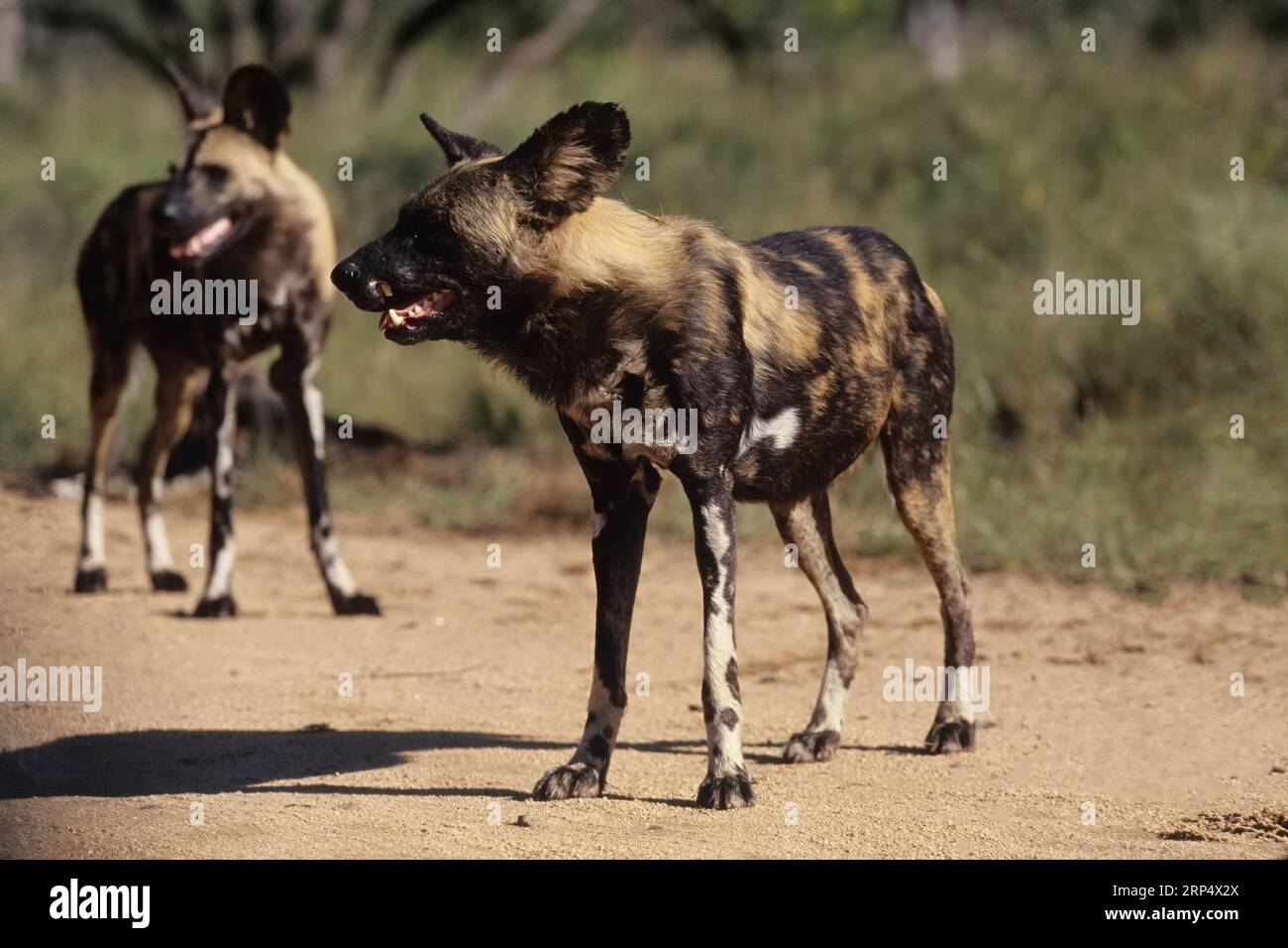 The African wild dog (Lycaon pictus), also known as the painted dog or ...