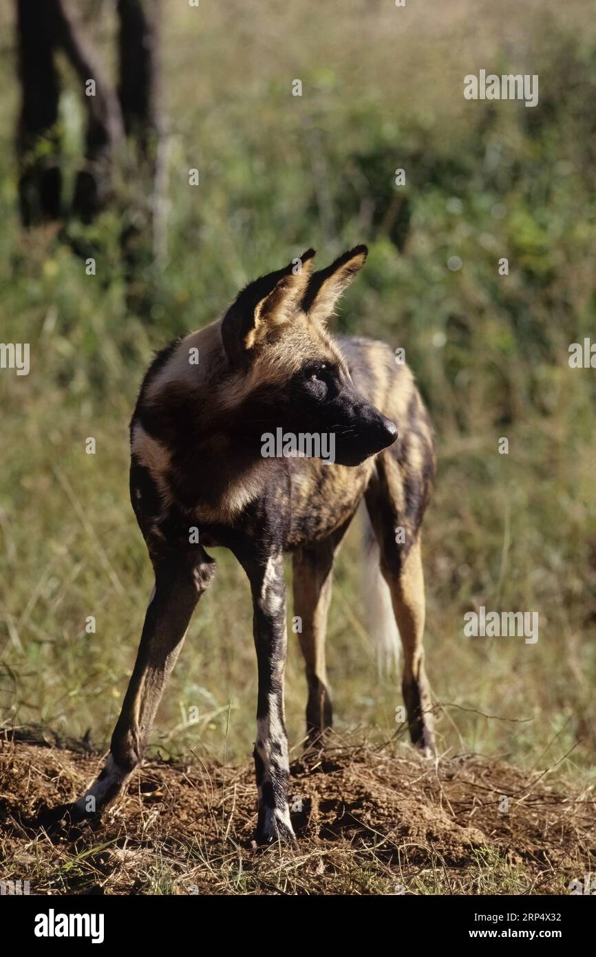 The African wild dog (Lycaon pictus), also known as the painted dog or ...