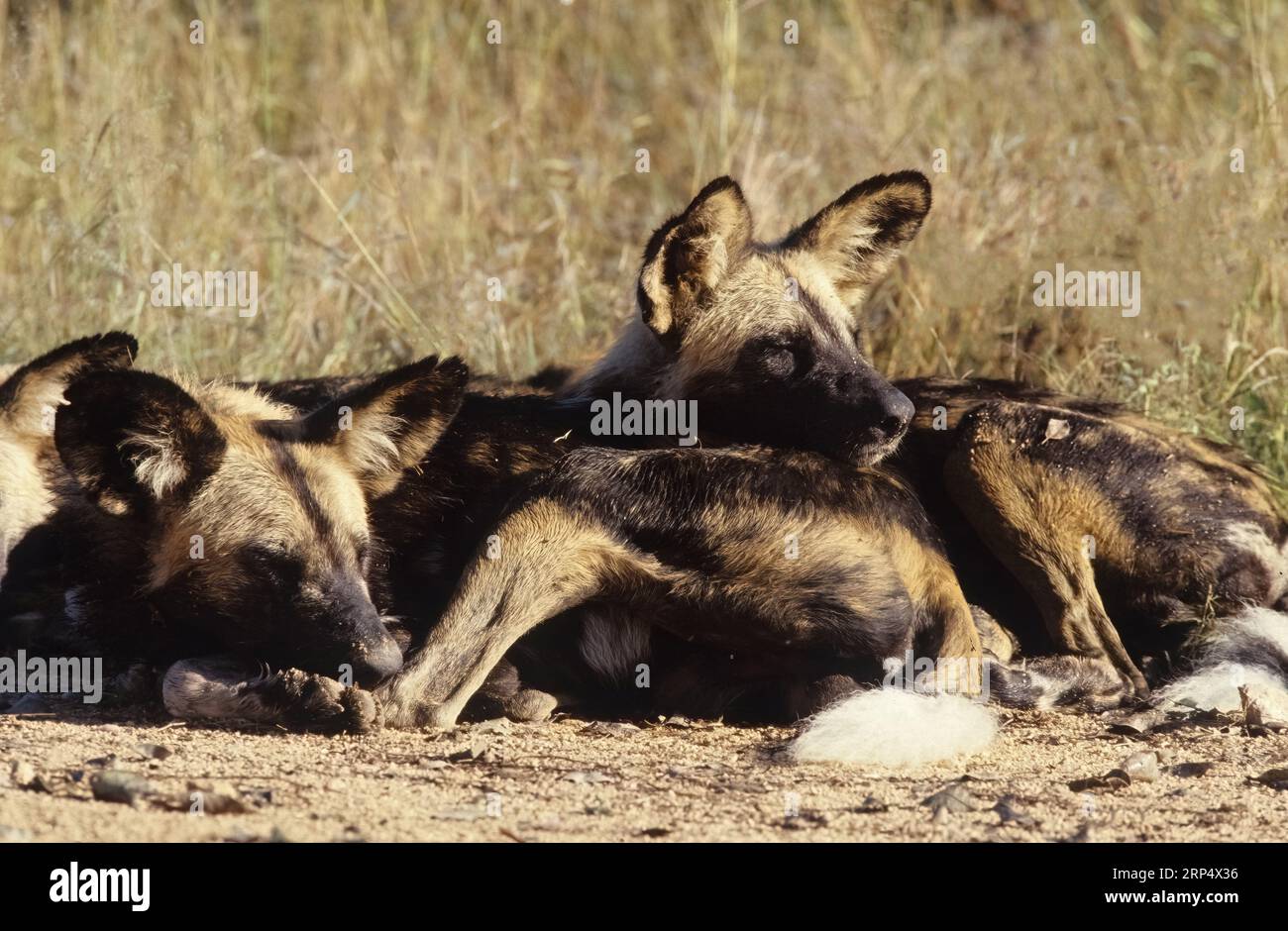 The African wild dog (Lycaon pictus), also known as the painted dog or ...