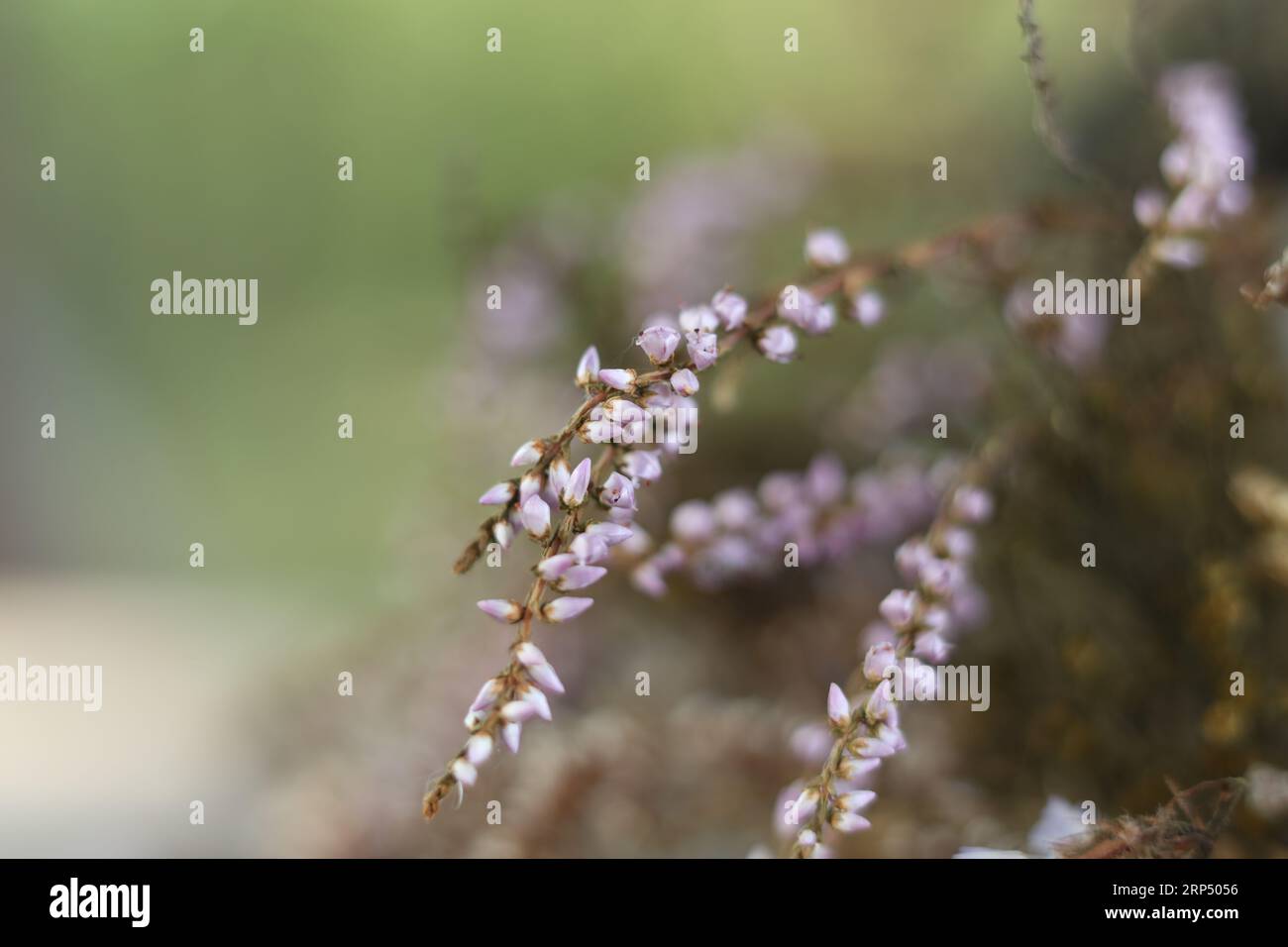 Heather twig hi-res stock photography and images - Alamy