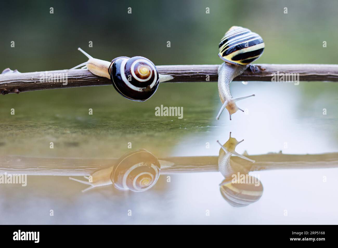 Two snails crossing a water mirror Stock Photo - Alamy