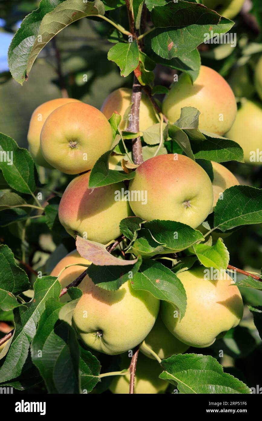 La consommation de fruits hi-res stock photography and images - Alamy