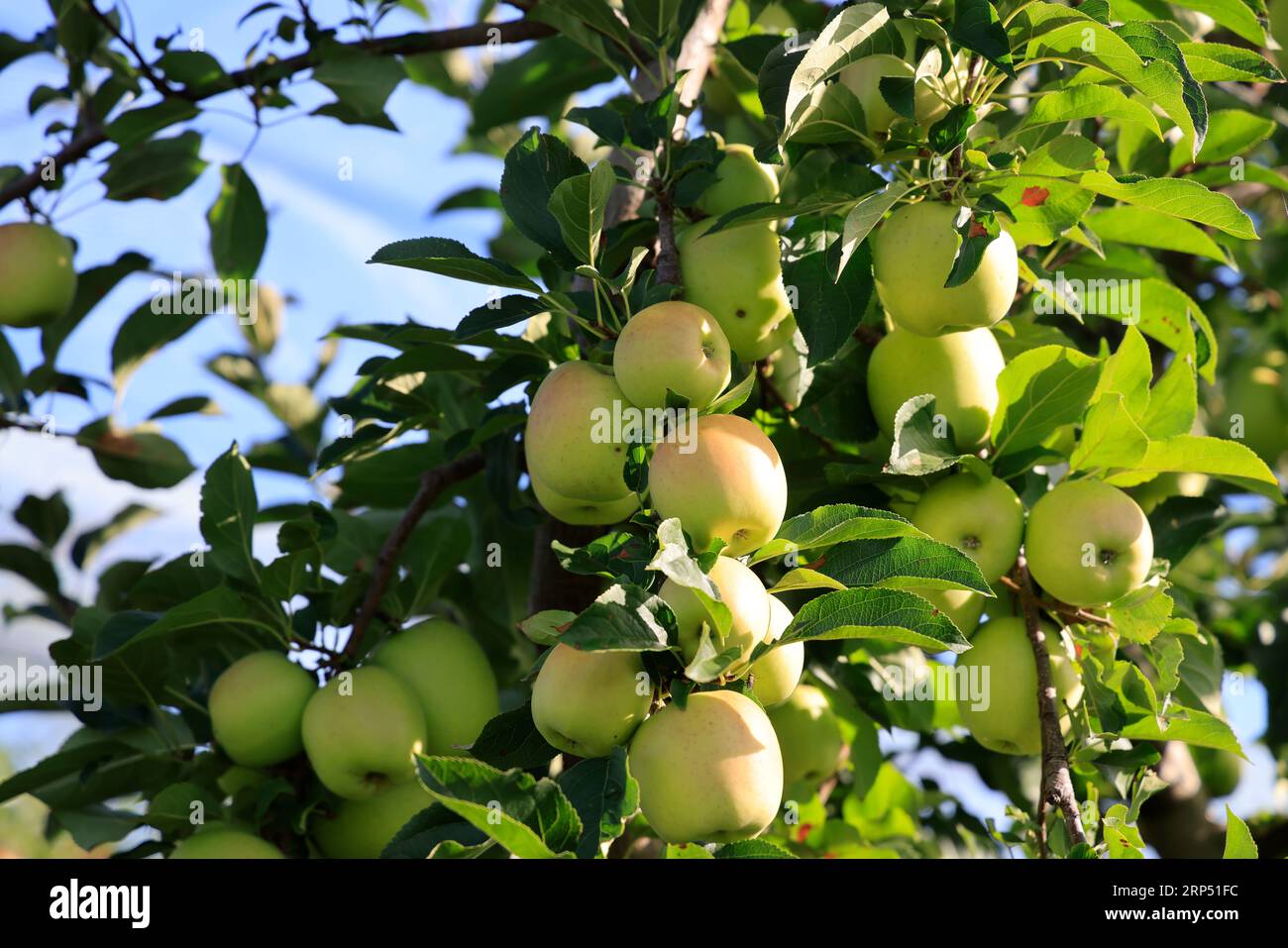 Filet de protection hi-res stock photography and images - Alamy