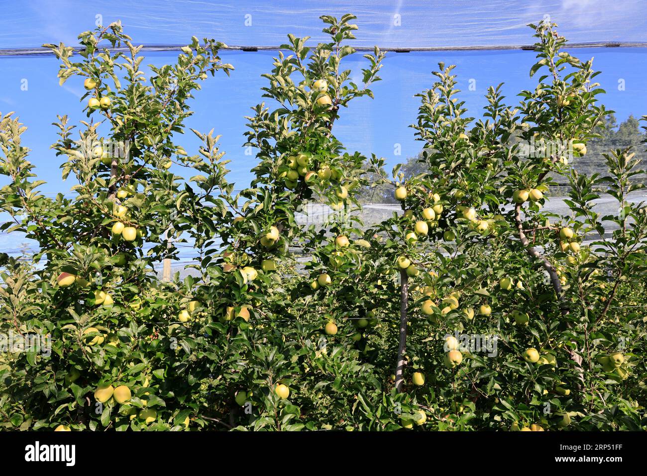 Sur la route de la pomme du Limousin. Culture de pommiers et de pommes ...