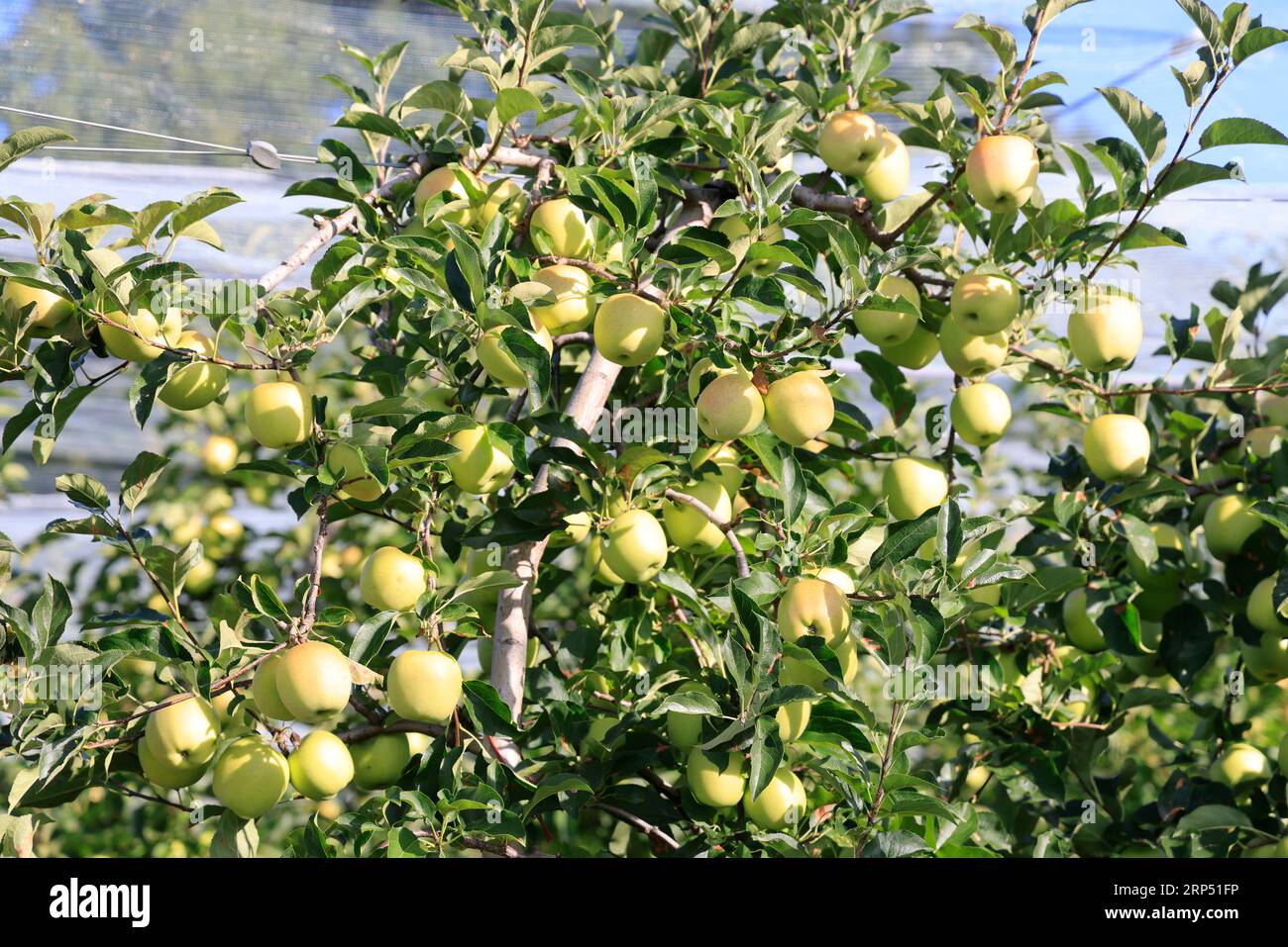 Filet de protection hi-res stock photography and images - Alamy