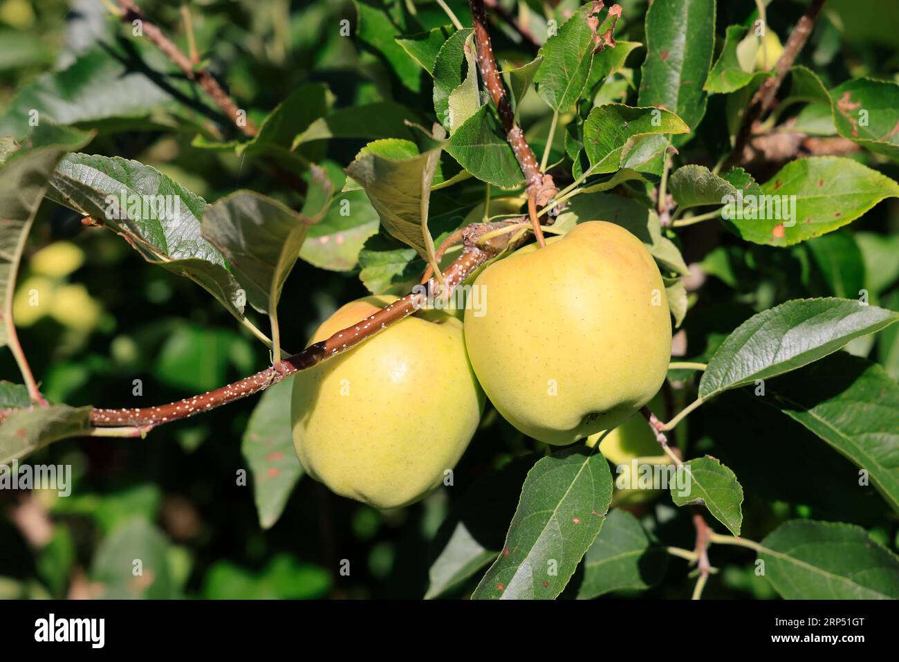 La consommation de fruits hi-res stock photography and images - Alamy