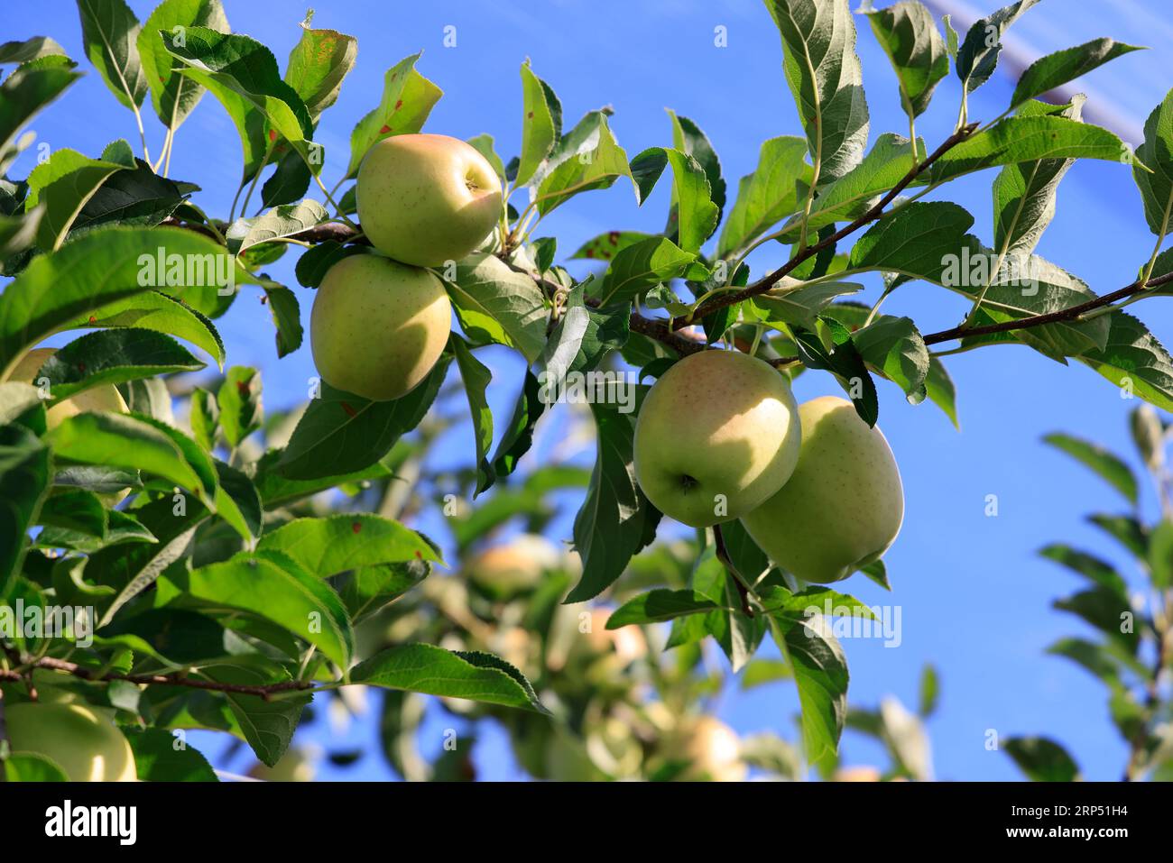 La consommation de fruits hi-res stock photography and images - Alamy