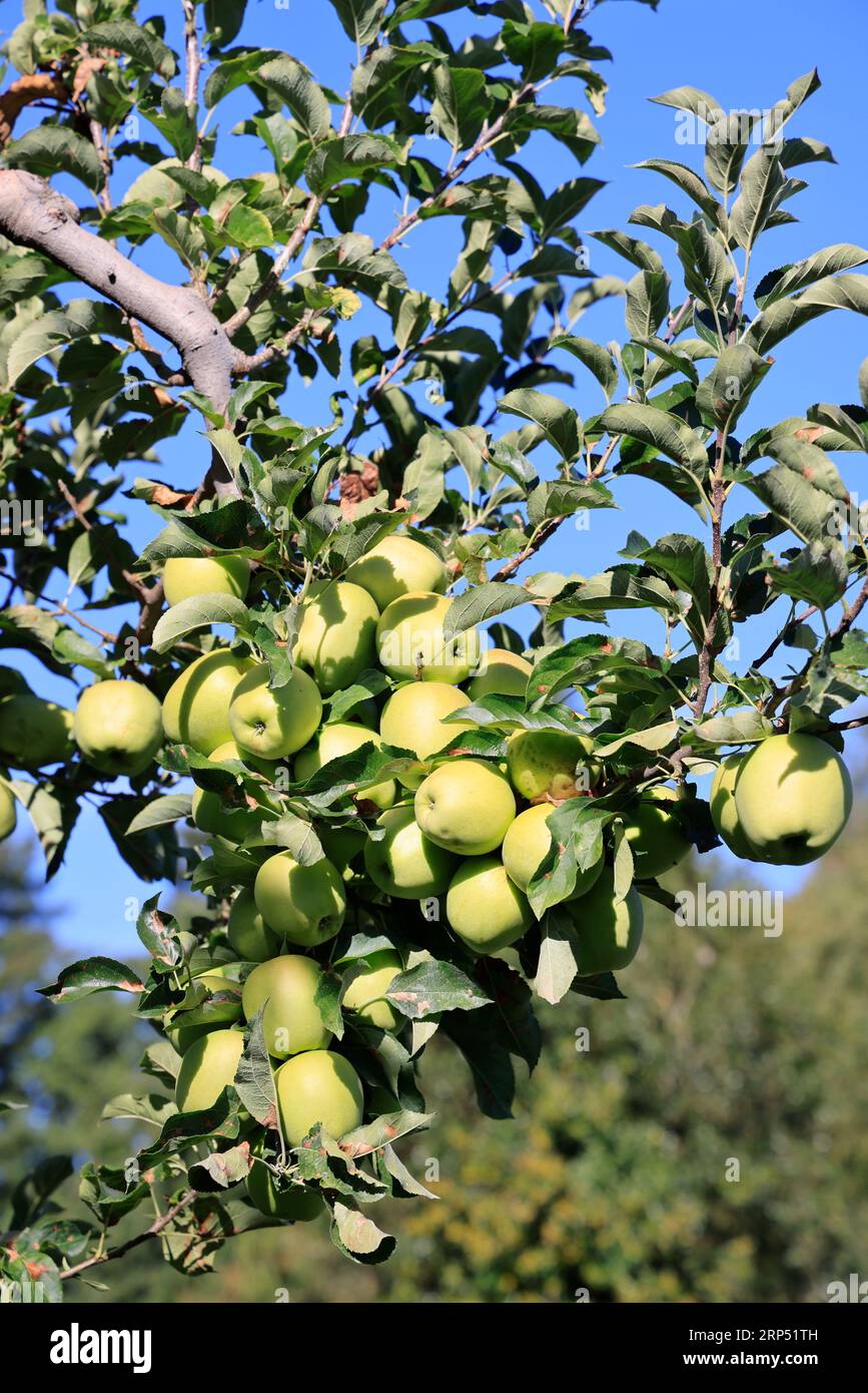 Sur la route de la pomme du Limousin. Culture de pommiers et de pommes ...