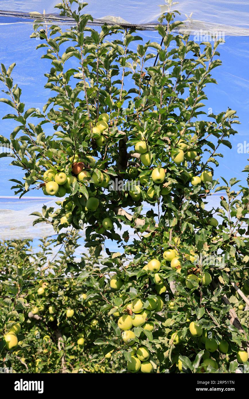 Sur la route de la pomme du Limousin. Culture de pommiers et de pommes ...