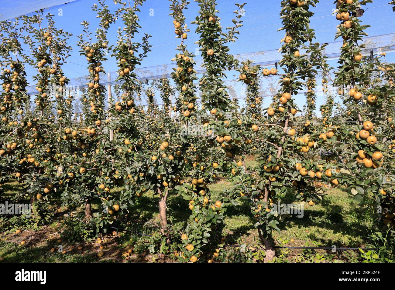 Sur la route de la pomme du Limousin. Culture de pommiers et de pommes ...