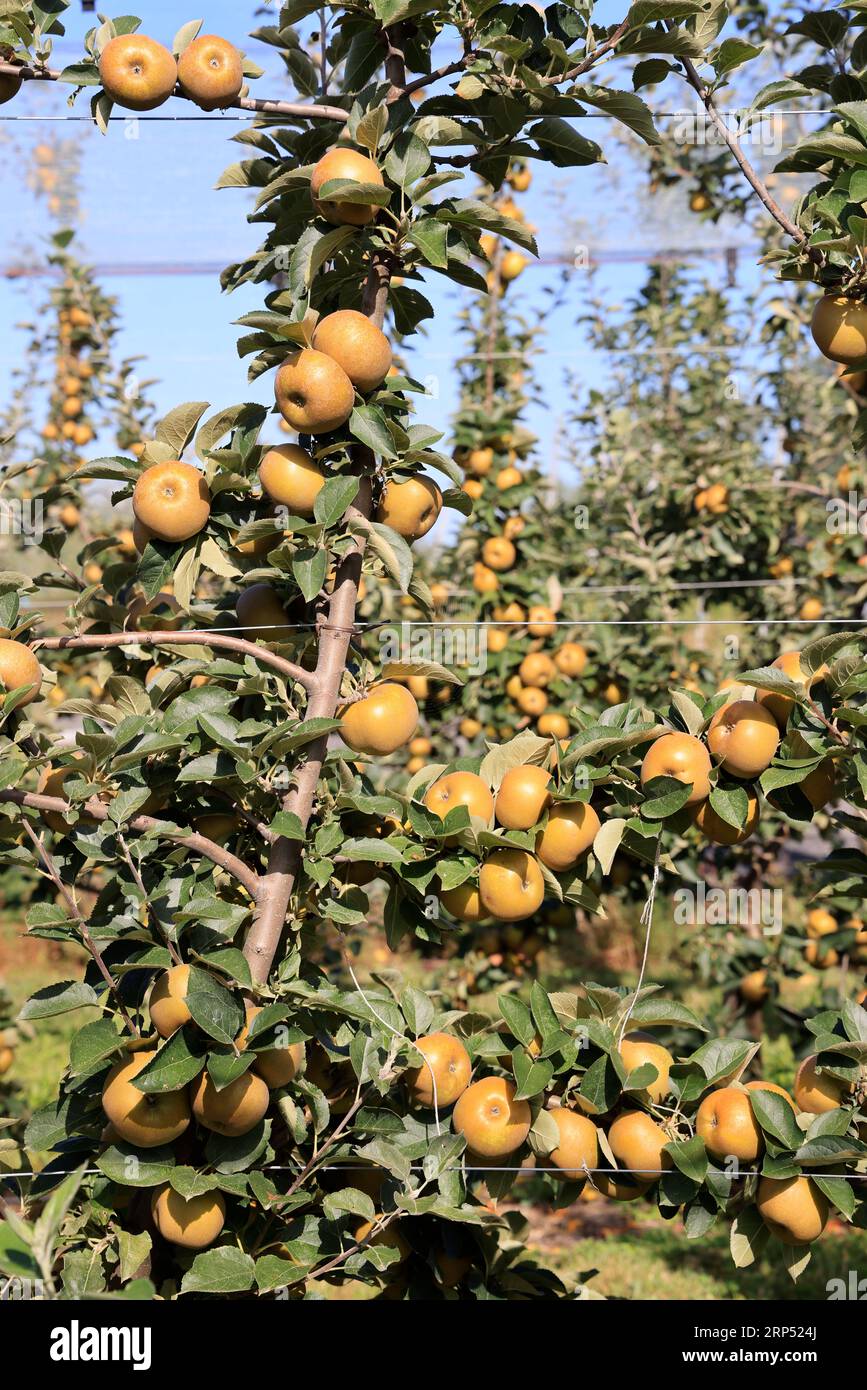 Filet de protection hi-res stock photography and images - Alamy