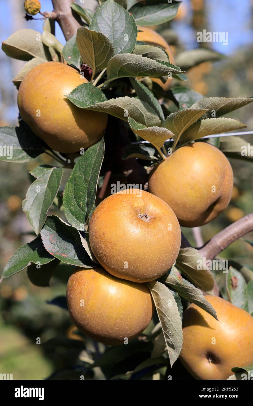 Pomme reinette hi-res stock photography and images - Alamy