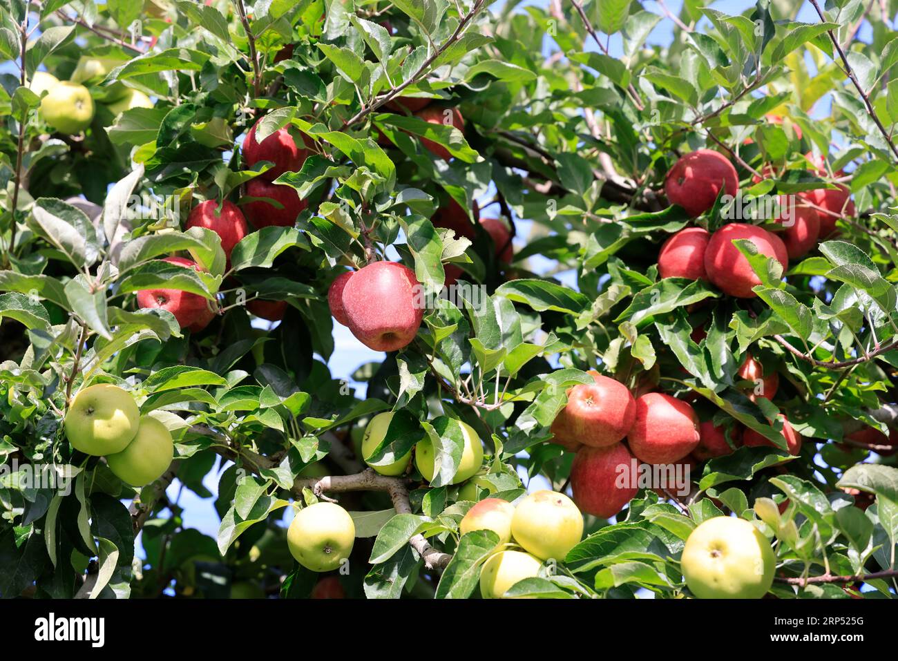 La consommation de fruits hi-res stock photography and images - Alamy