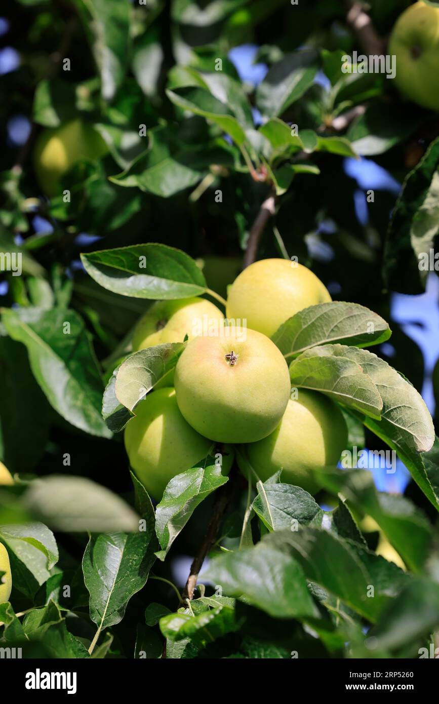 La consommation de fruits hi-res stock photography and images - Alamy