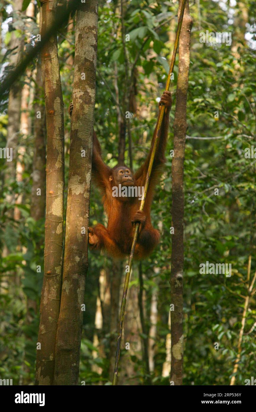 Kabili sepilok forest reserve hi-res stock photography and images - Alamy