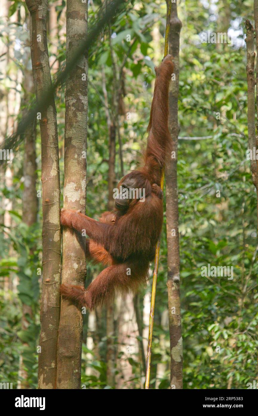 SEPILOK ORANGUTAN REHABILITATION CENTRE Stock Photo - Alamy