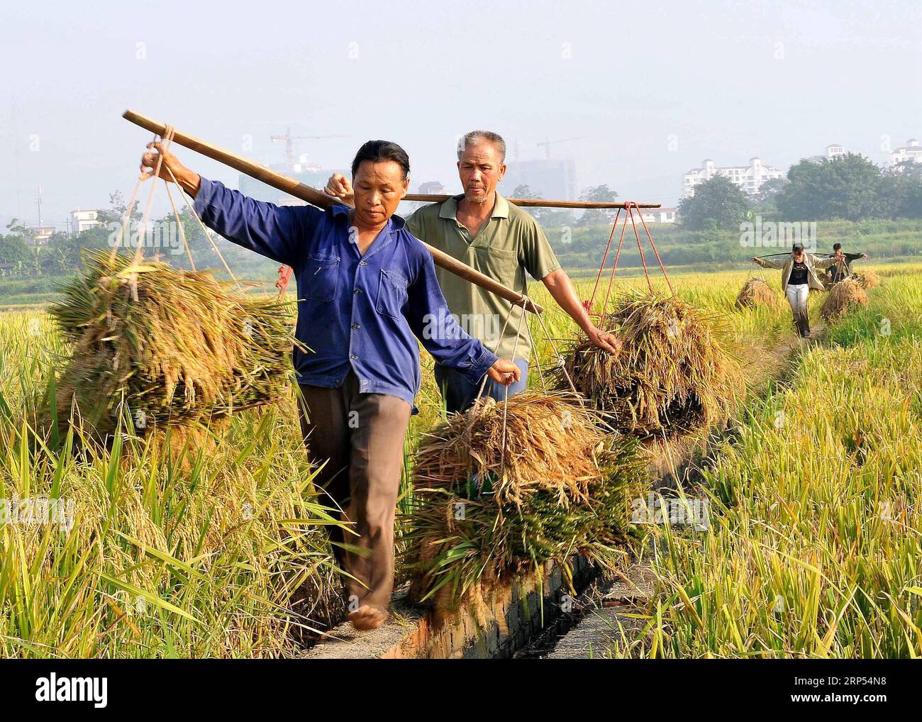(181127) -- NANNING, Nov. 27, 2018 -- Farmers carry harvested rice in ...