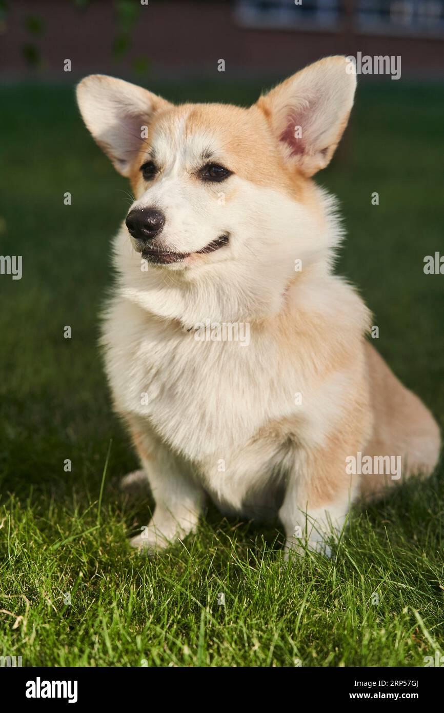 Welsh Corgi Pembroke dog sits on a manicured green lawn in a park in ... Welsh Corgi Pembroke dog sits on a manicured green lawn in a park in ...
