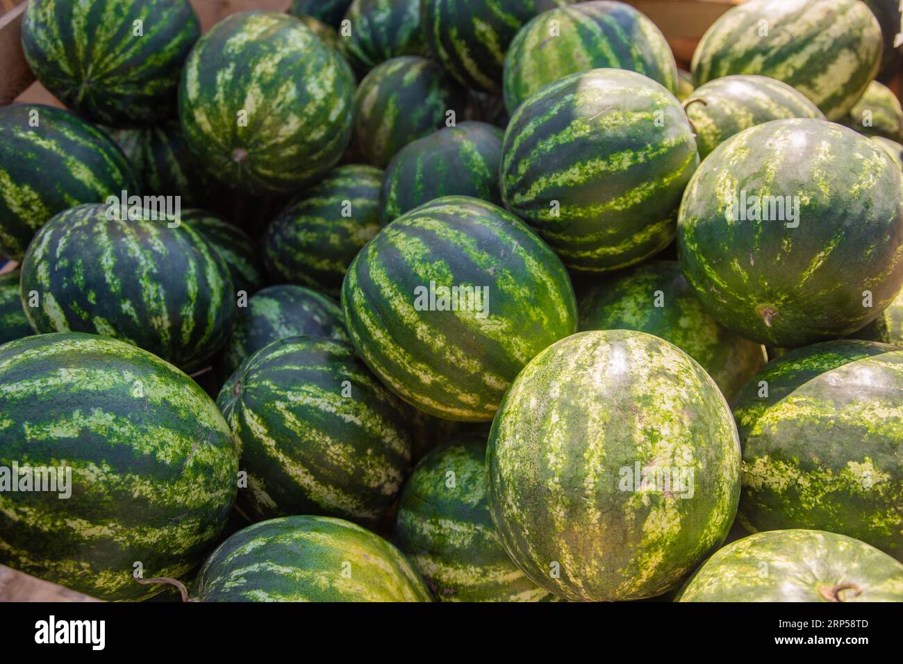 Watermelons during harvest. A lot of watermelons on a pile Stock Photo ...