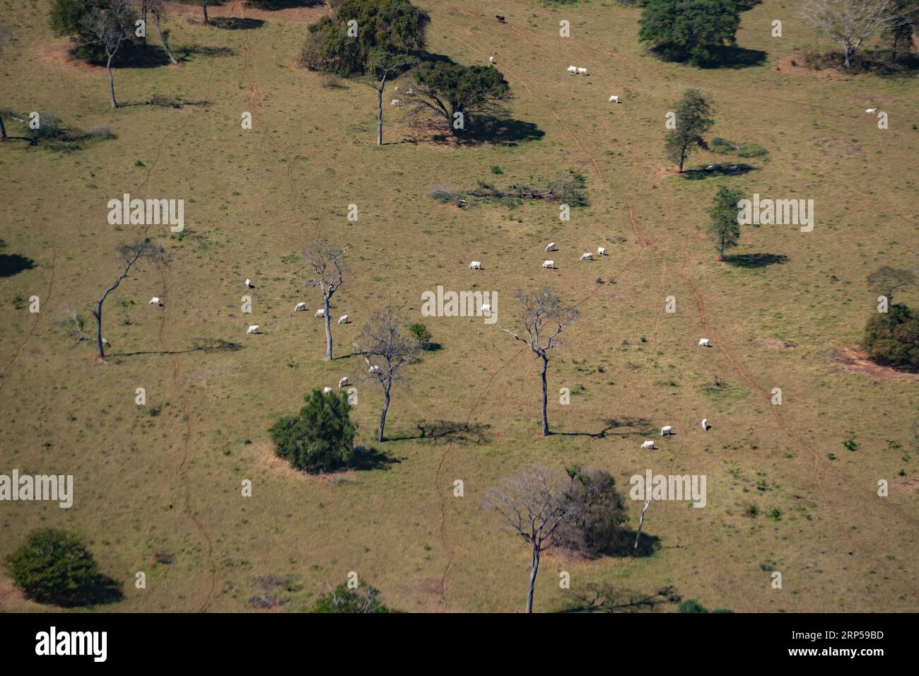 Extensive cattle hi-res stock photography and images - Alamy