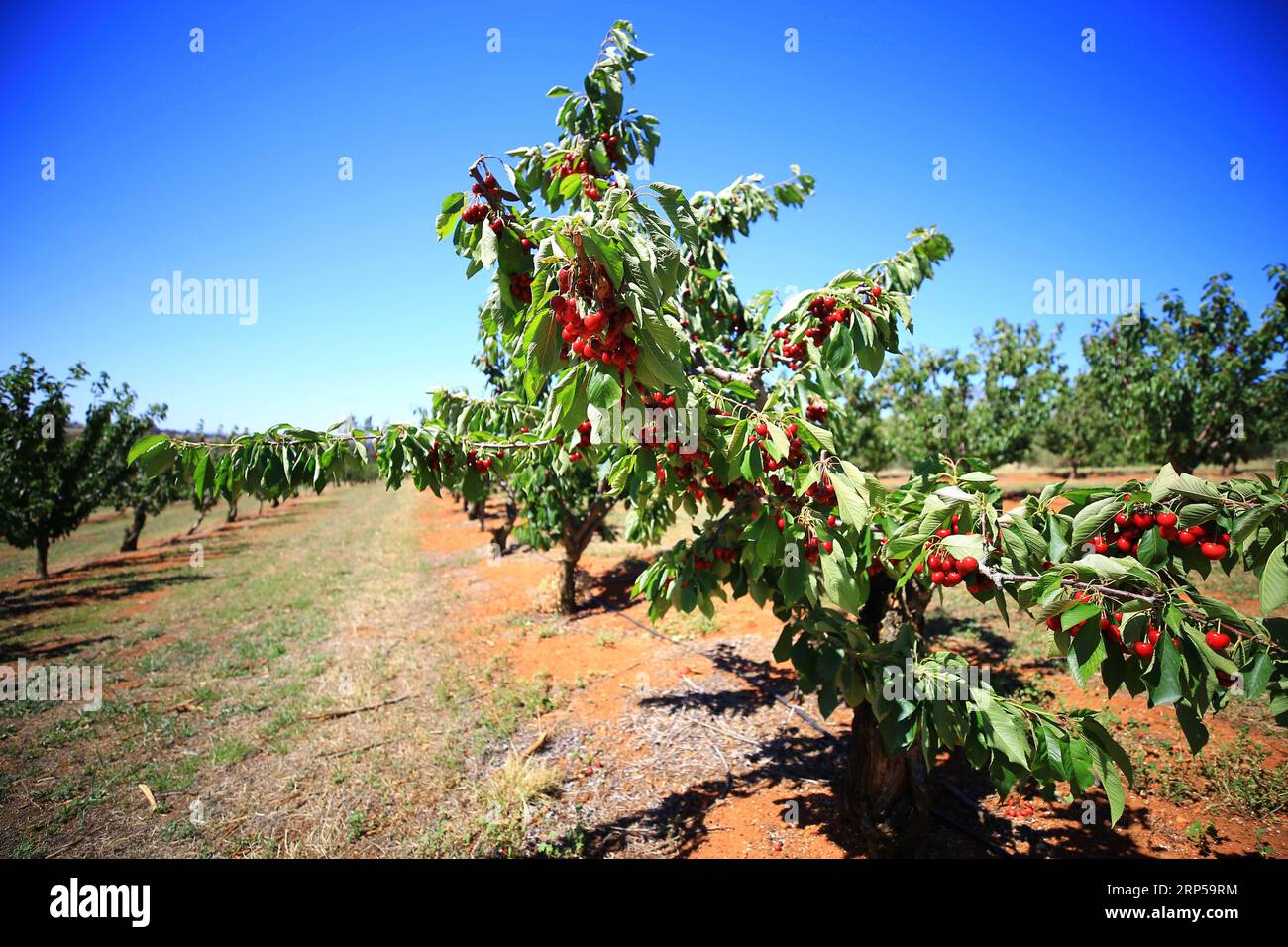 (181205) -- CANBERRA, Dec. 5, 2018 -- Photo taken on Dec. 4, 2018 shows ...