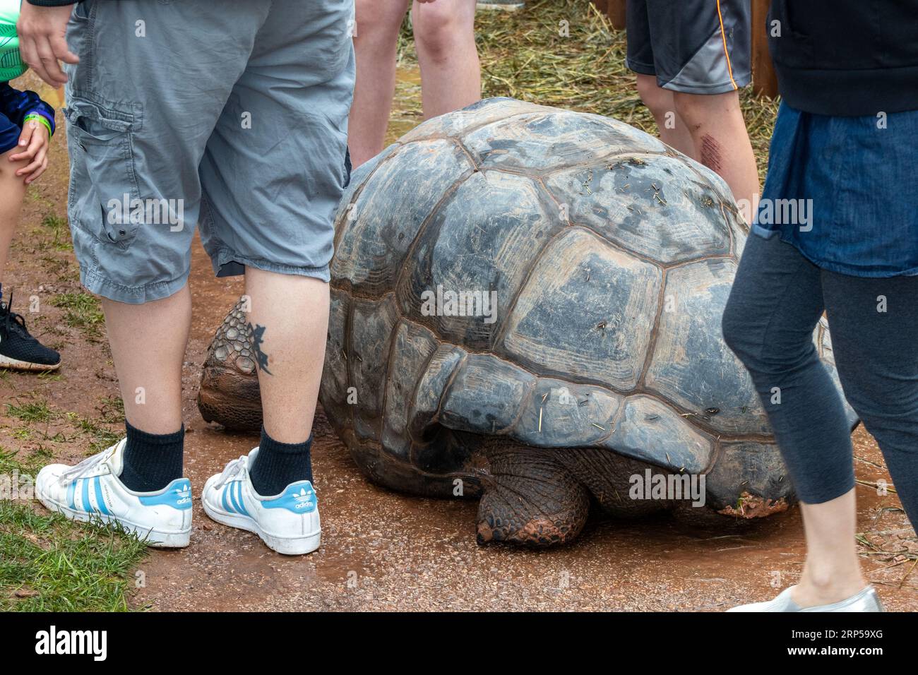 Close up of giant tortoise At The Reptile Gardens Tortuga Falls Rapid ...