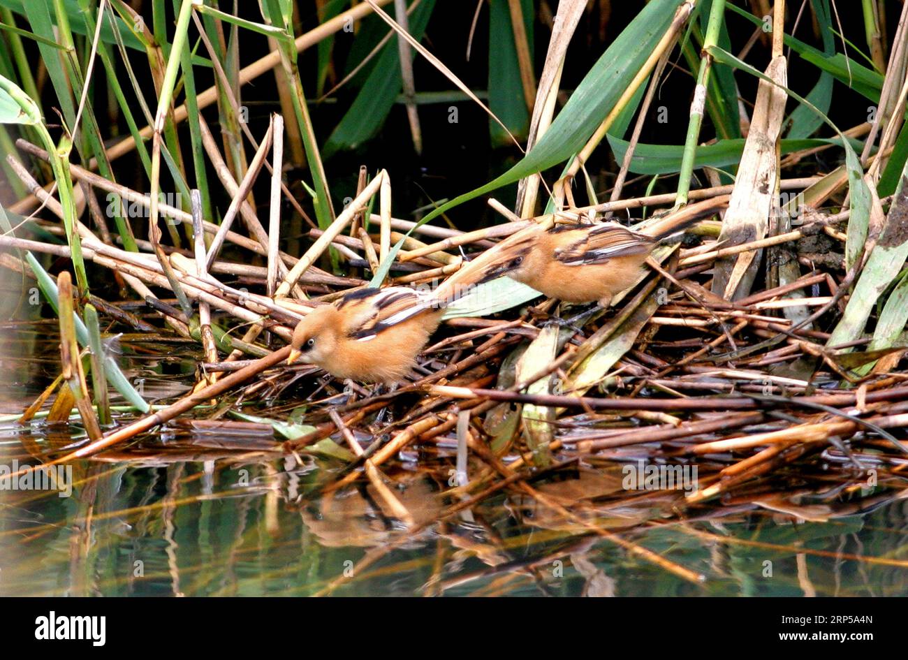 Bearded Reedling (Panurus biarmicus) two juveniles feeding on old coot ...