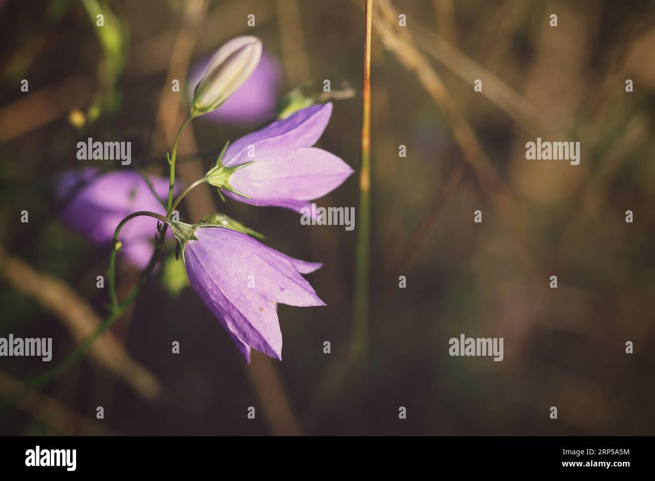 Golden bellflower hi-res stock photography and images - Alamy