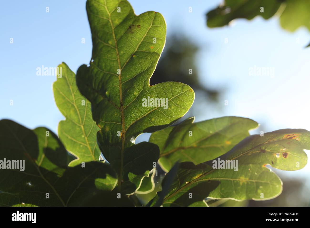 Oak tree leaves with sun in spring hi-res stock photography and images ...