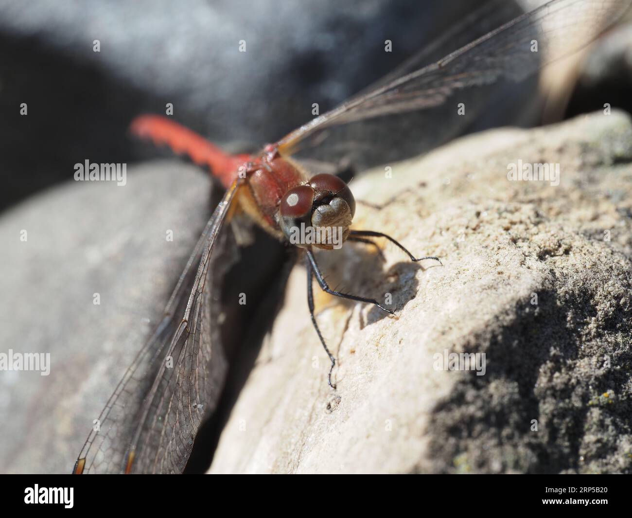 White-faced Meadowhawk dragonfly basking in the sun Stock Photo - Alamy
