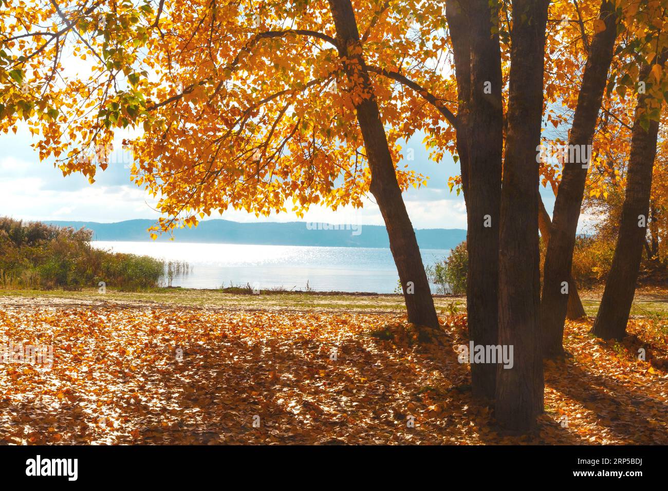 High oak tree green hi-res stock photography and images - Alamy