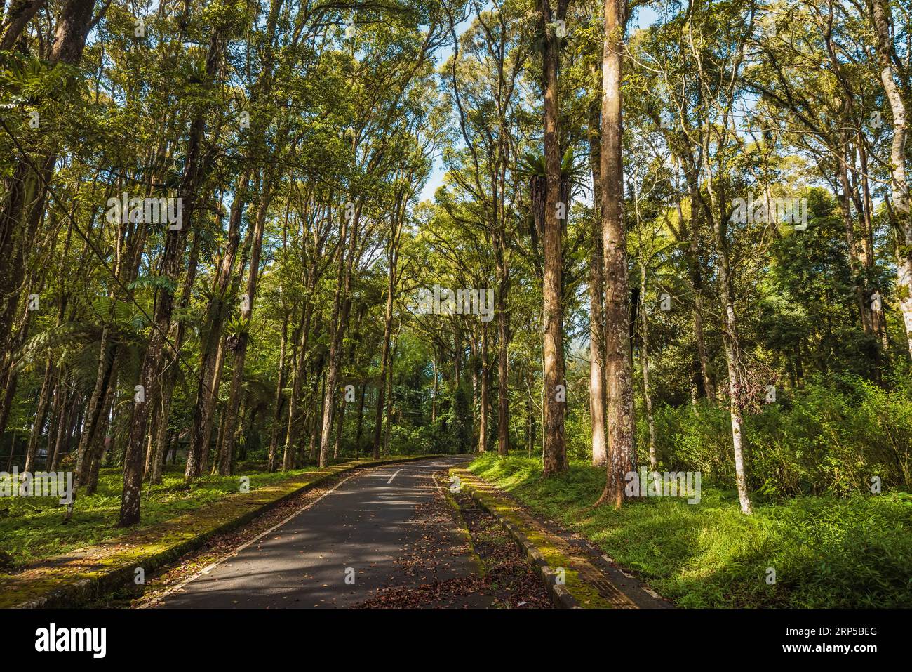 Botanic garden with wild balinese forest and road in Bali, Indonesia ...