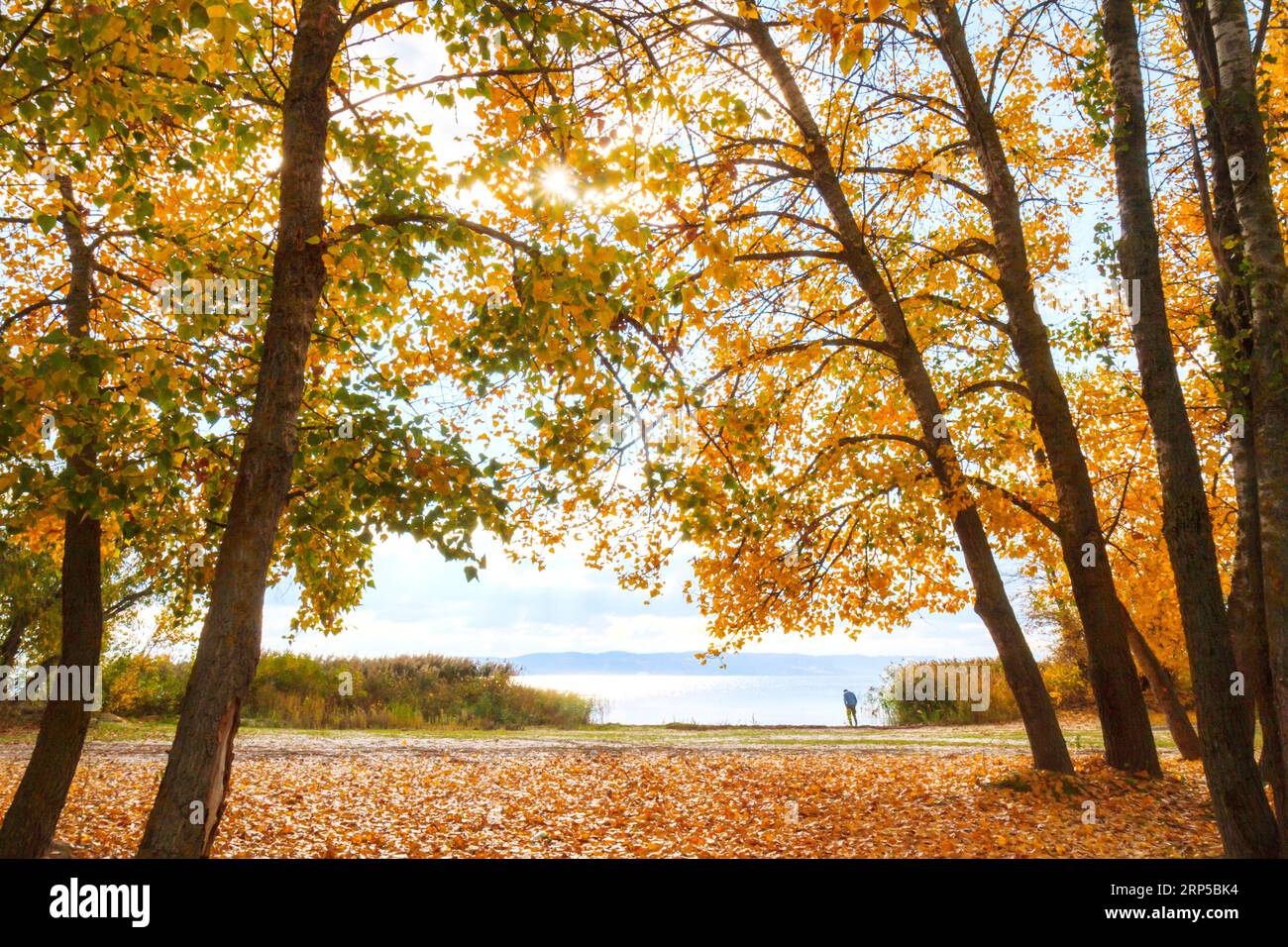 River bank oak hi-res stock photography and images - Alamy