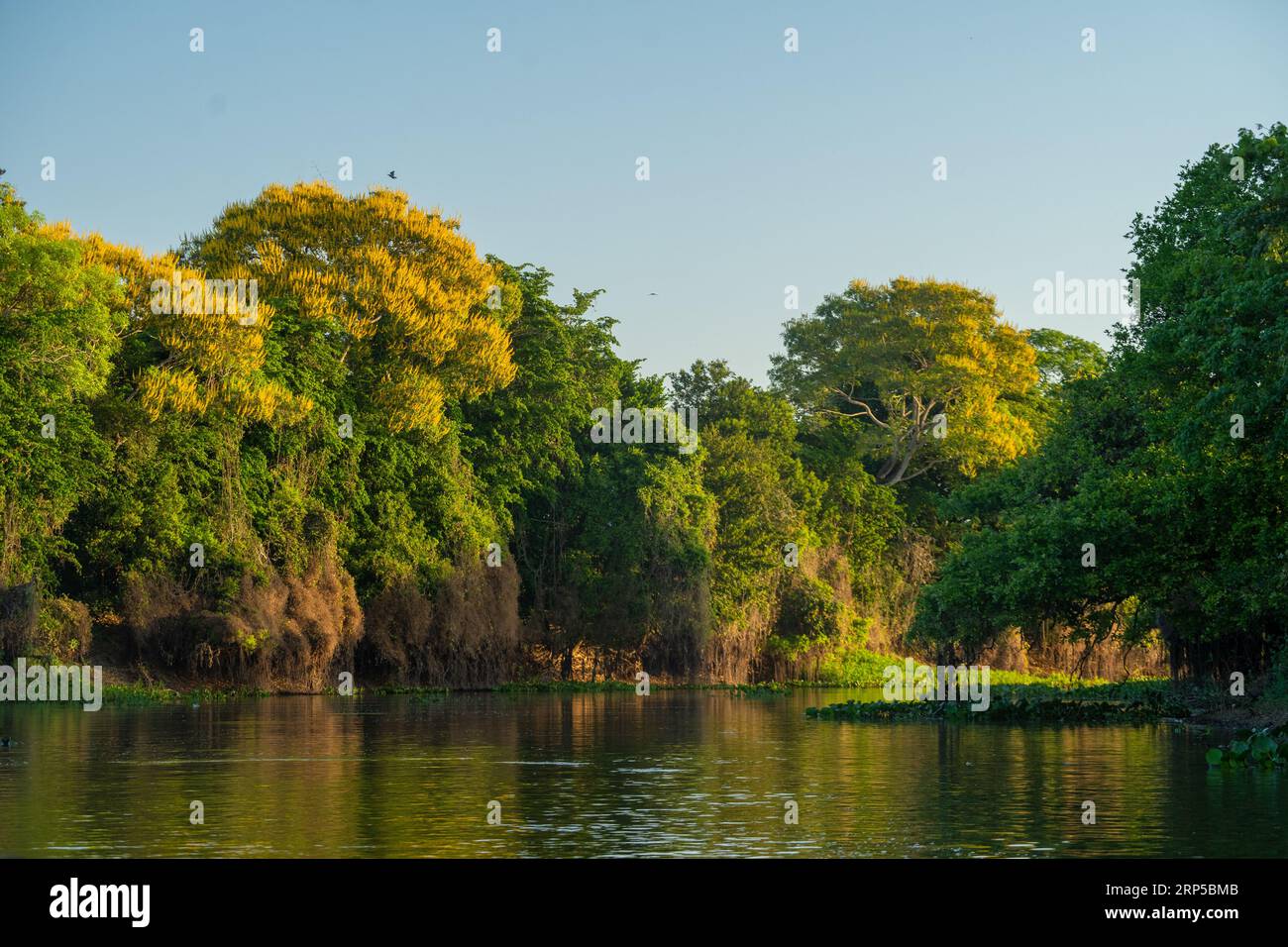 Cambara tree ( Vochysia divergens ) blooming in the Cuiaba River ...