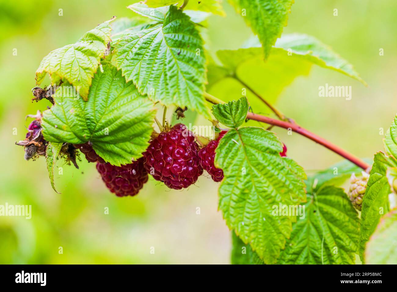 Macro view of bushes with red raspberries growing in garden Stock Photo ...