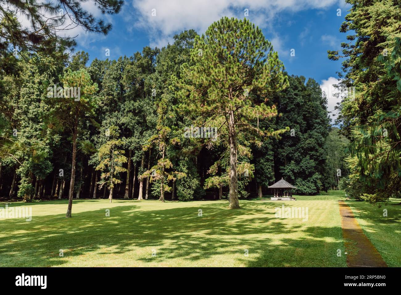 Botanic garden with balinese forest and giant trees in Bali, Indonesia ...