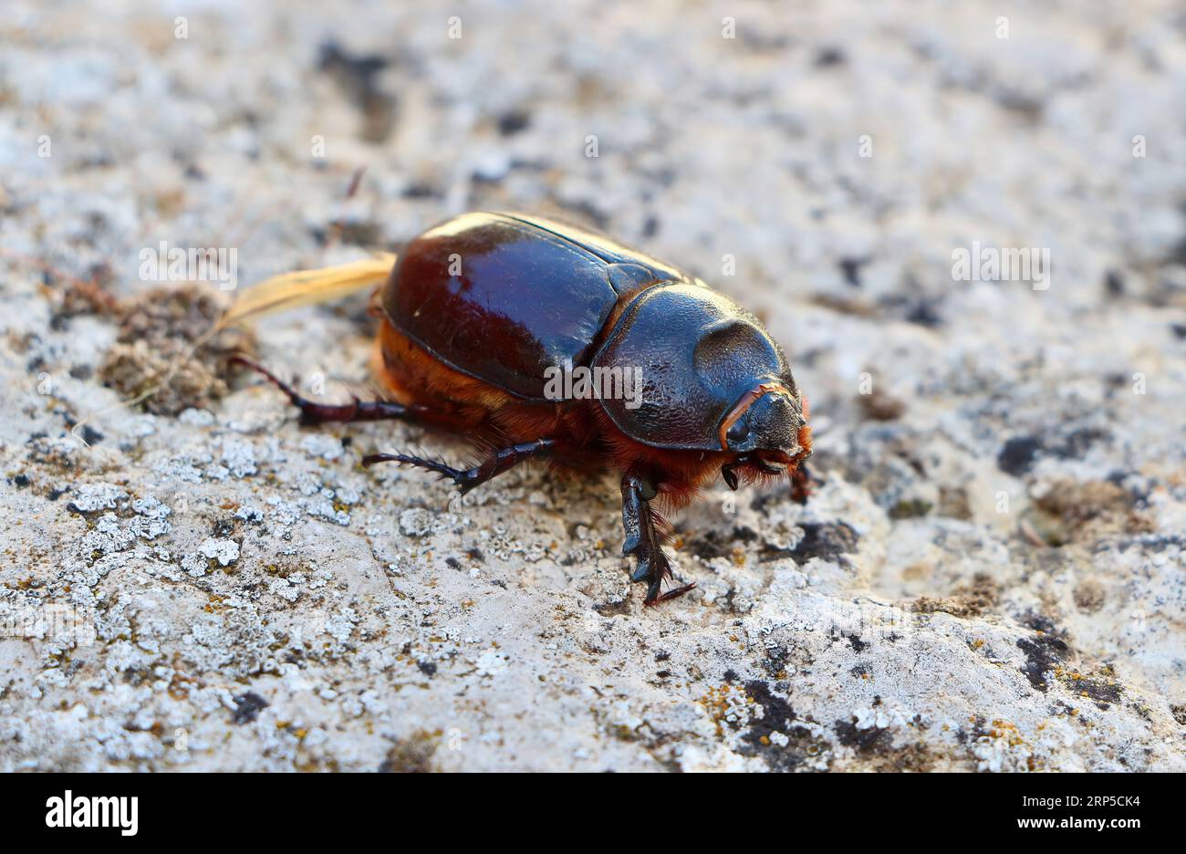 Female European rhinoceros beetle Oryctes nasicornis insect Stock Photo ...