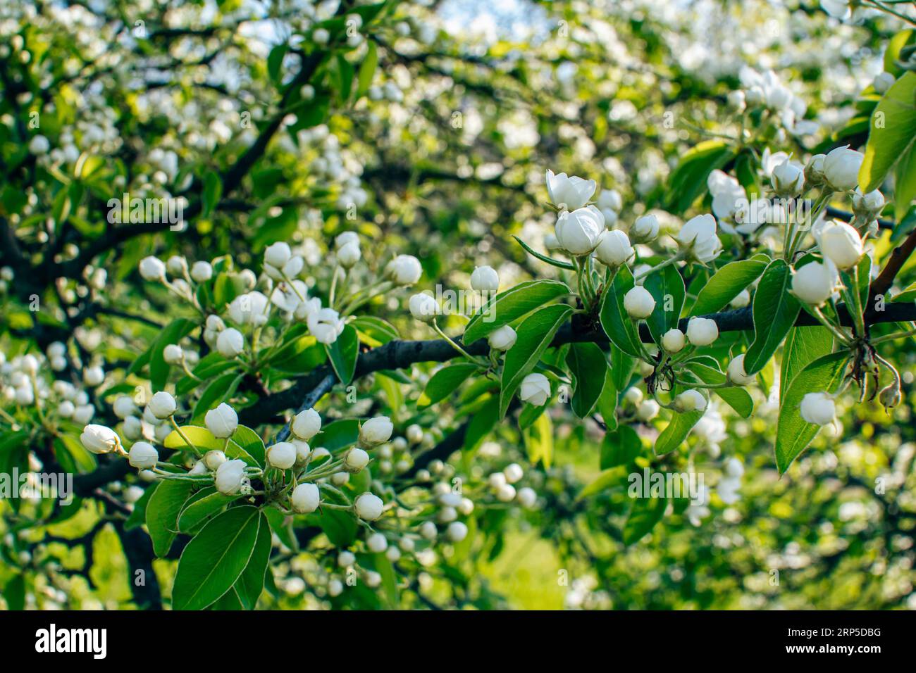 Buds of the pear tree hi-res stock photography and images - Alamy